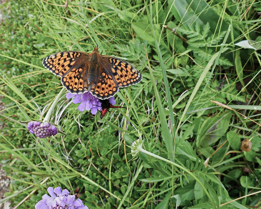 Höhenprofil anzeigen